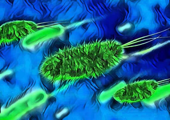 How to Prepare An Ideal Bacterial Smear ? | Laboratory Hub