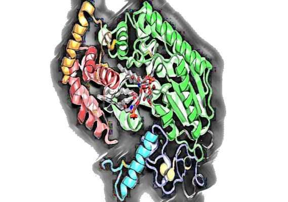 Enzymes | Multiple Choice Questions (Set 4) | Laboratory Hub