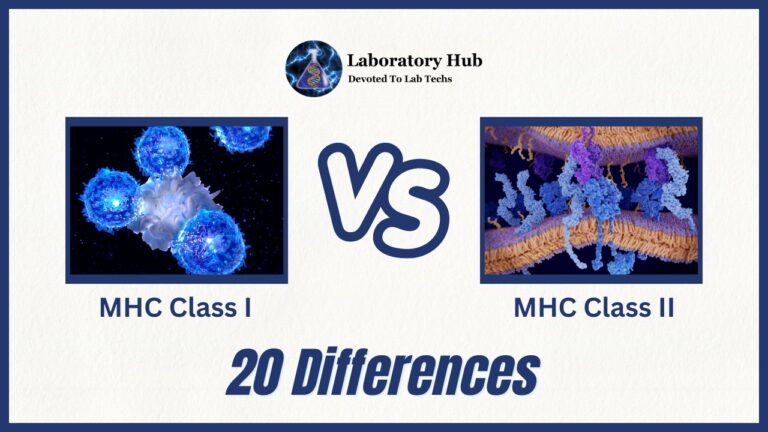 MHC Class I vs Class II- 20 Differences | Laboratory Hub