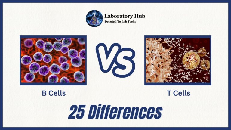 B Cells vs T Cells- Definition and 25 Key Differences